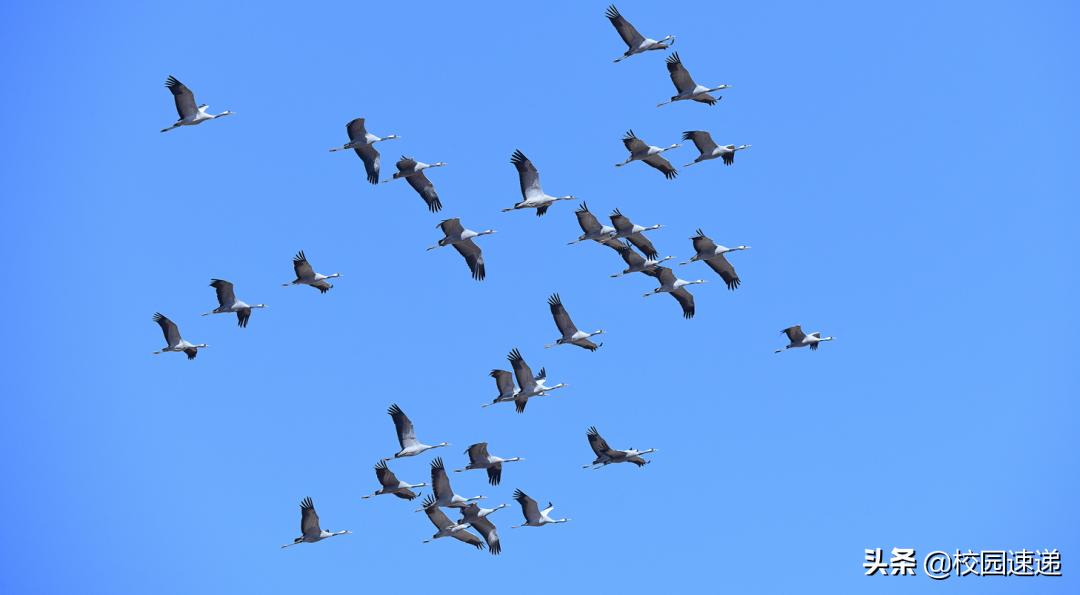 Thousands of wild geese flap their wings in Tianhe Bay - iNEWS
