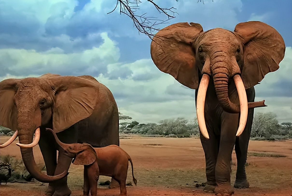 Take a look at the most powerful animals on the African continent - iNEWS