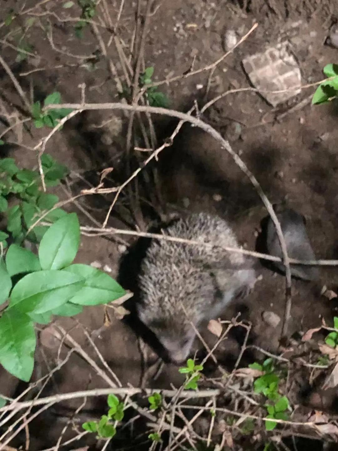 Hedgehogs are human beasts - iNEWS