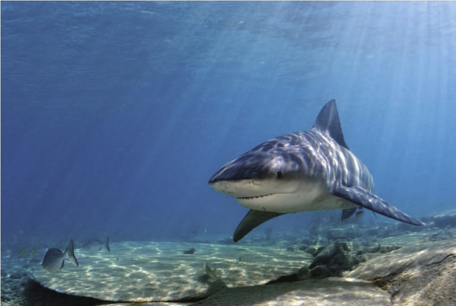 Sharks: Kings of Ecology and the Way to Conservation - iMedia