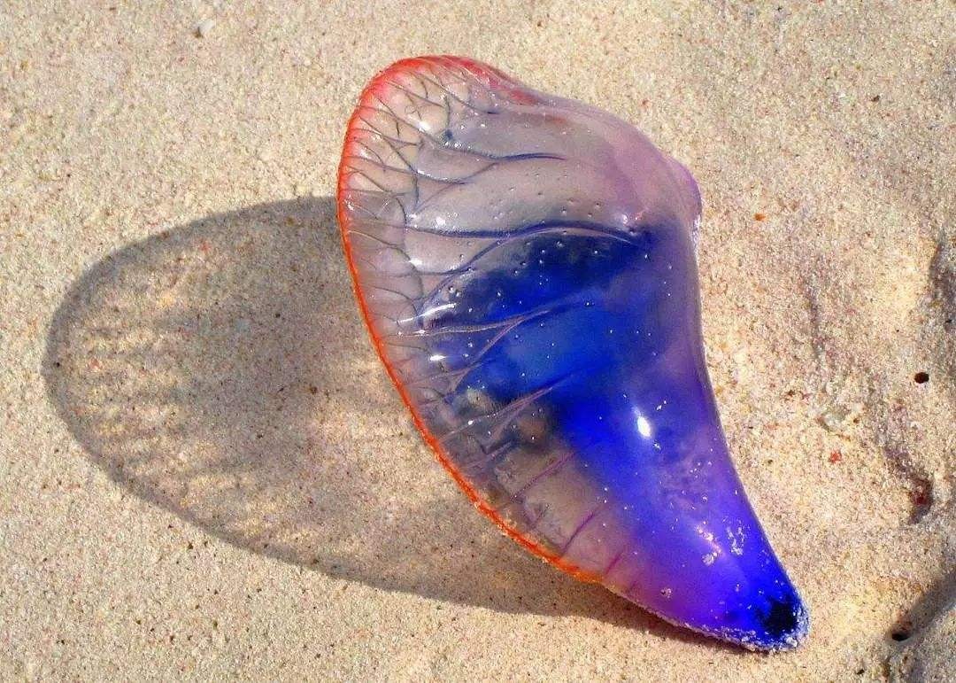 How poisonous are animals in the ocean?A crab can poison 45,000 mice ...