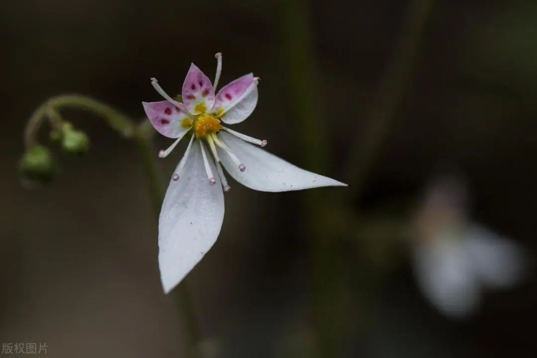 The strange-shaped flowers named after animals, each of which is very ...