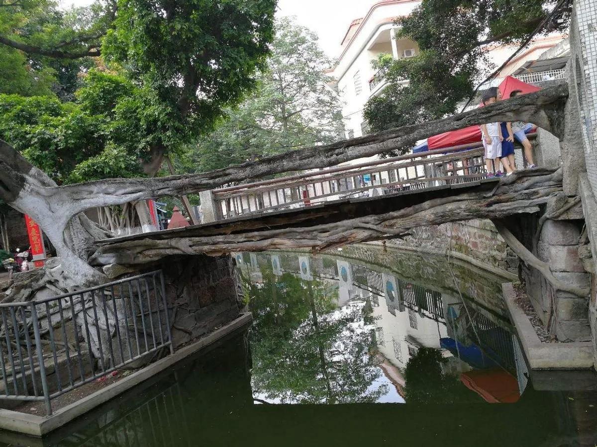 Have you ever seen a bridge formed by a hundred-year-old banyan tree ...