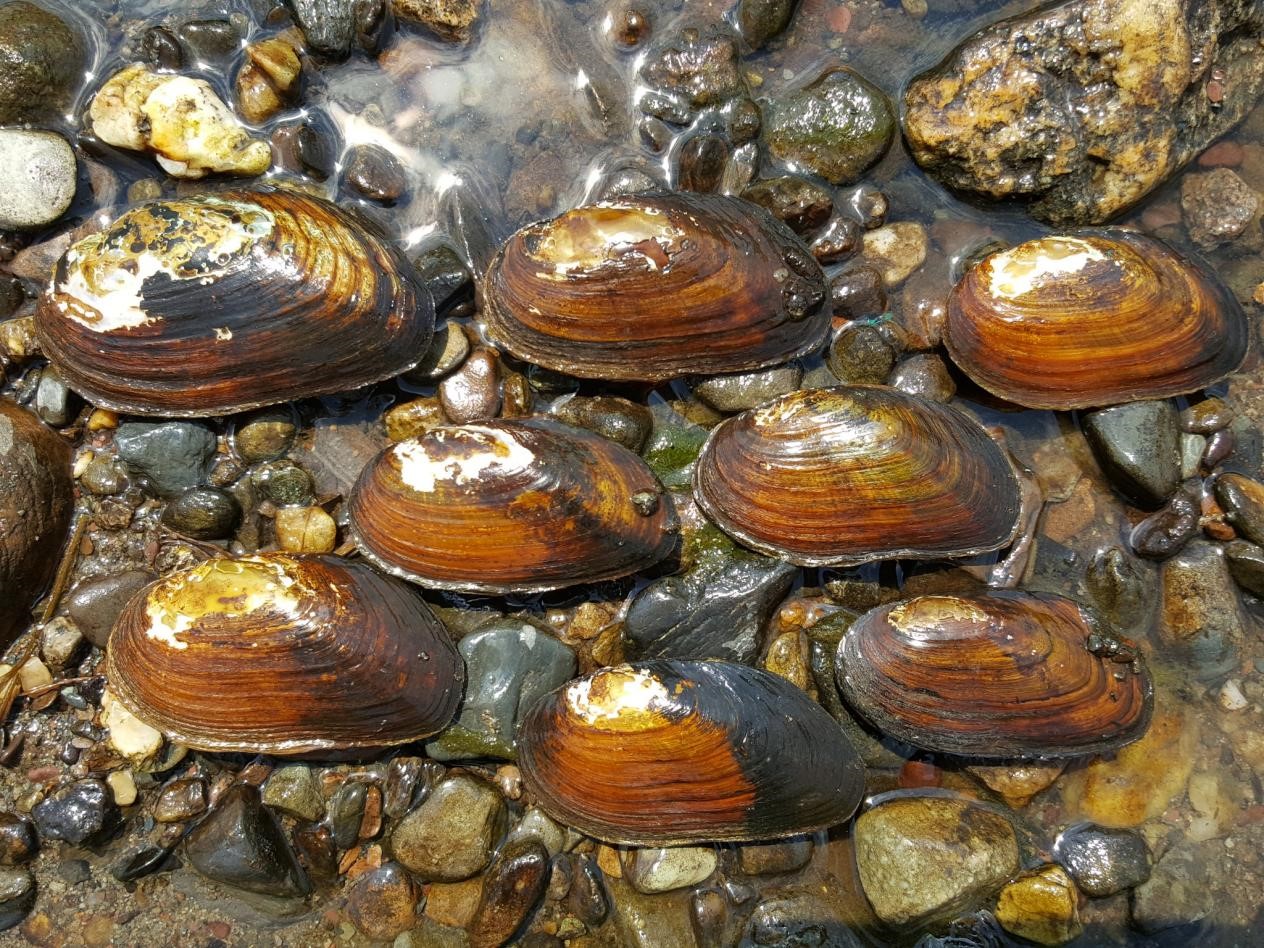 Why are mussels, which were common in rural areas in the past, less and ...