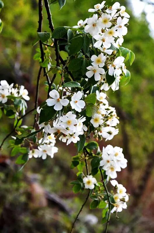 Tea millet flower ~ lush branches, fragrant flowers, and bright red ...
