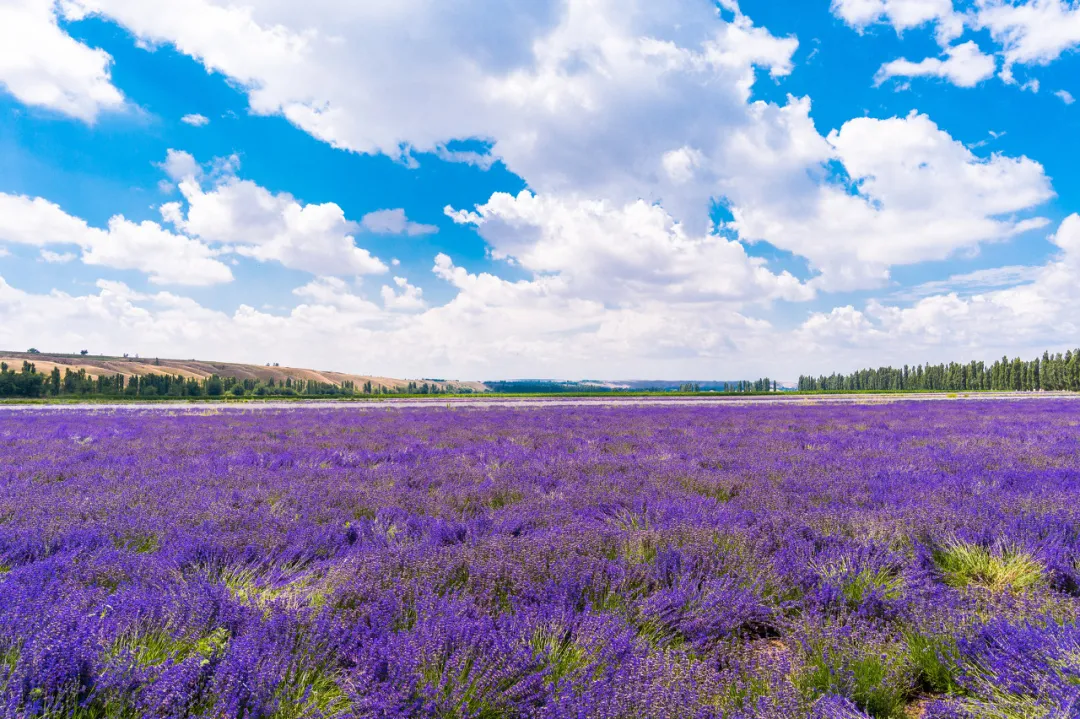 How beautiful is spring in Xinjiang?You will know after watching ...