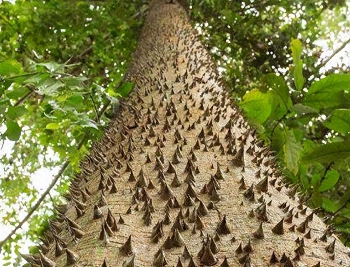 The most dangerous tree in the world cannot be touched, cut down or ...