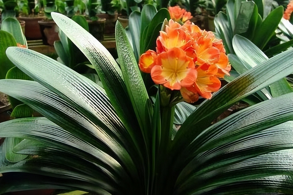 To grow Clivia in spring, keep in mind the 4 key points, grow new ...