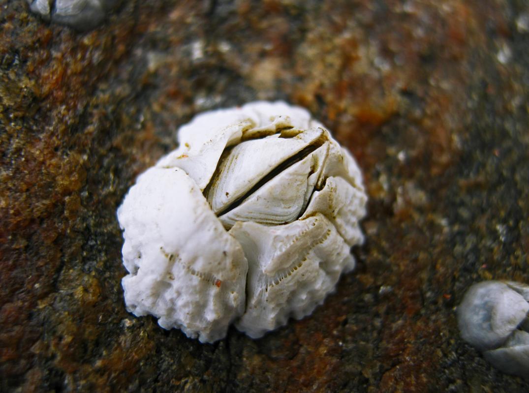The life of the disgusted barnacle, how troublesome is the barnacle ...