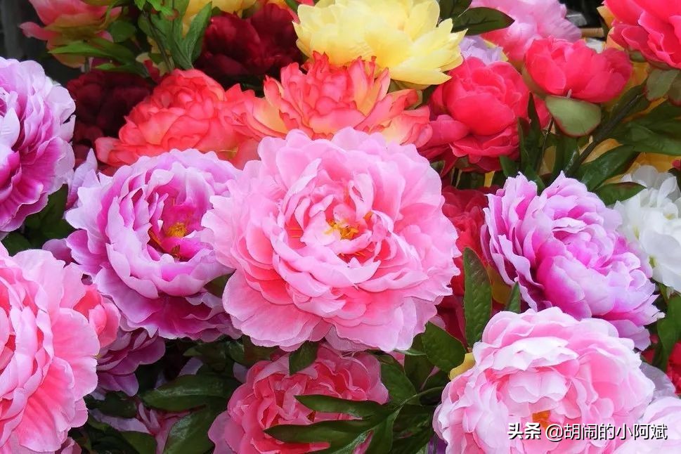 The precautions for planting peony and the method of reproduction ...