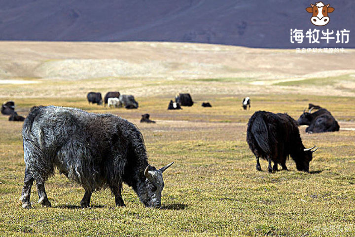 The difference between yak meat and ordinary beef (beef consumption ...