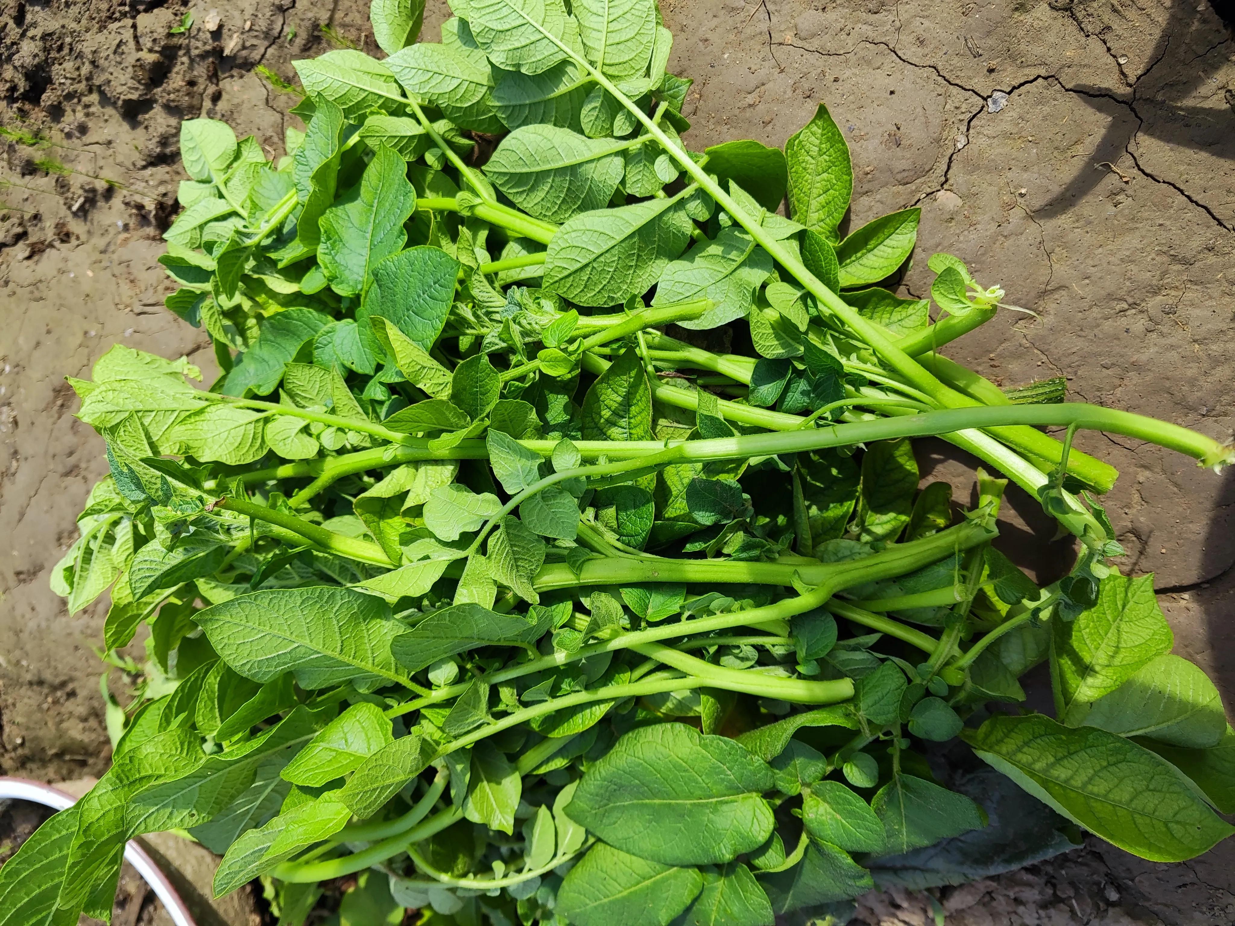 Plant the most worry-free vegetables, potatoes - iNEWS