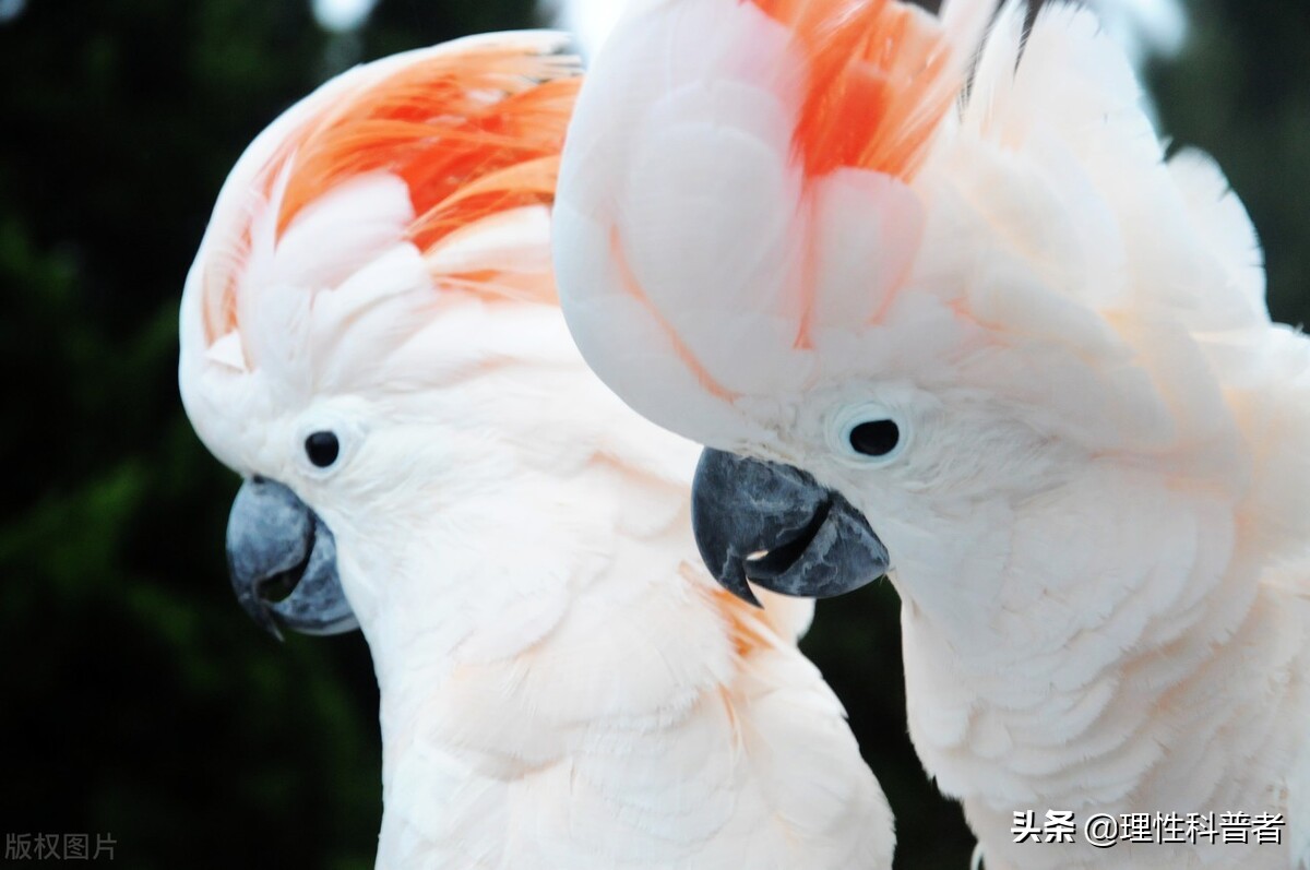 How many parrot breeds do you know?Peony parrots are often a symbol of ...