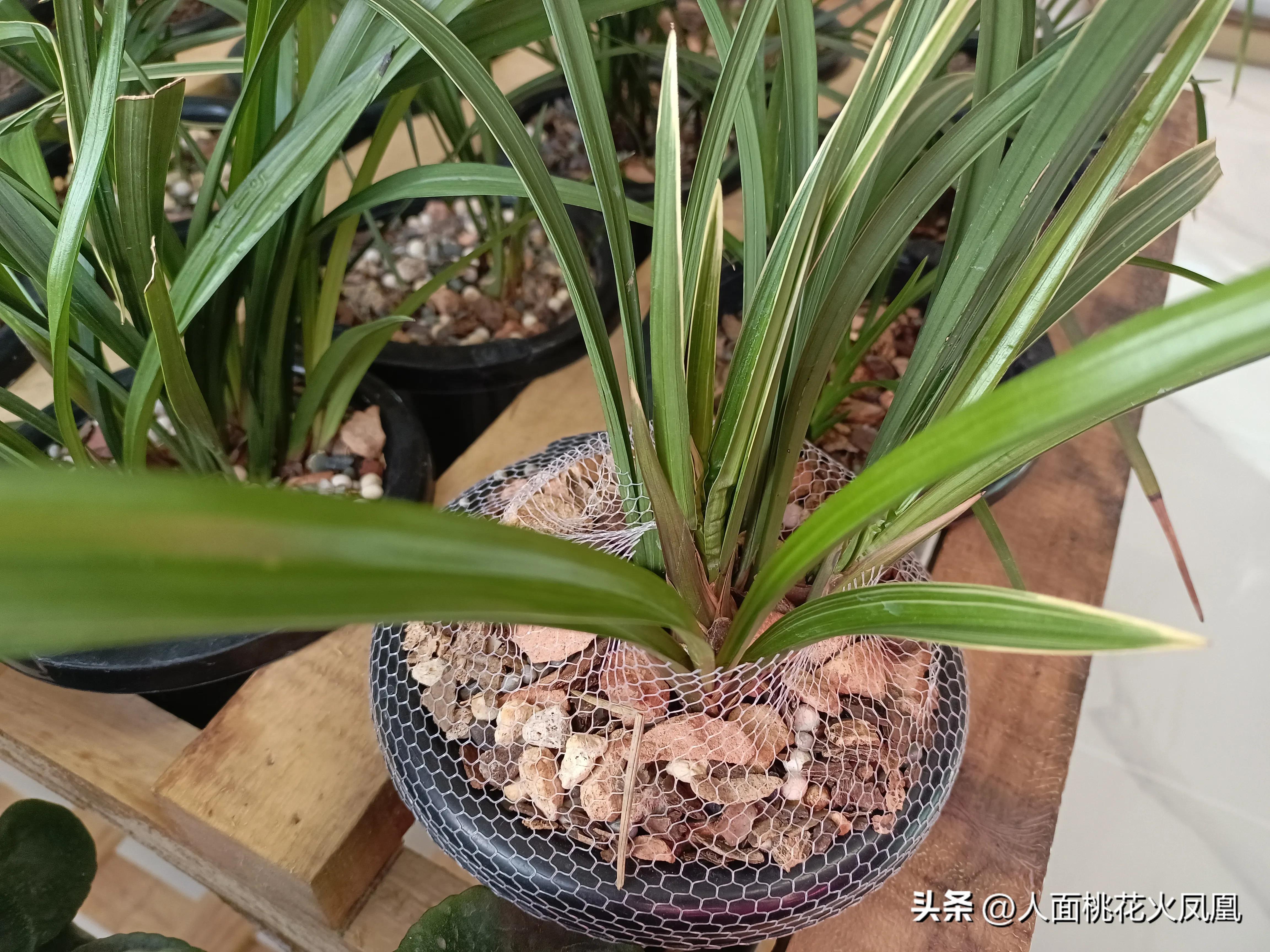 How to Vernalize Northern Orchids in Winter and How to Moisturize - iNEWS