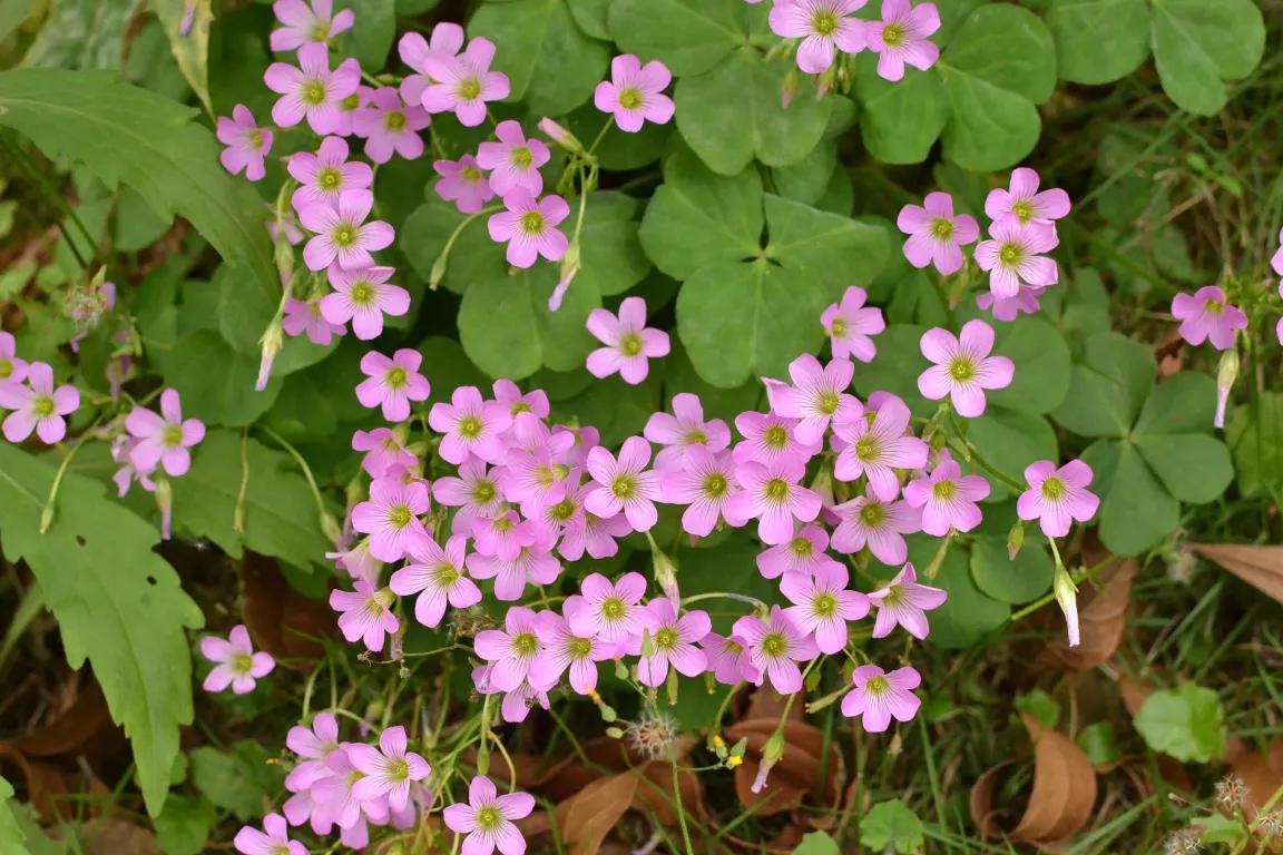 Know a flower every day: wood sorrel - iNEWS