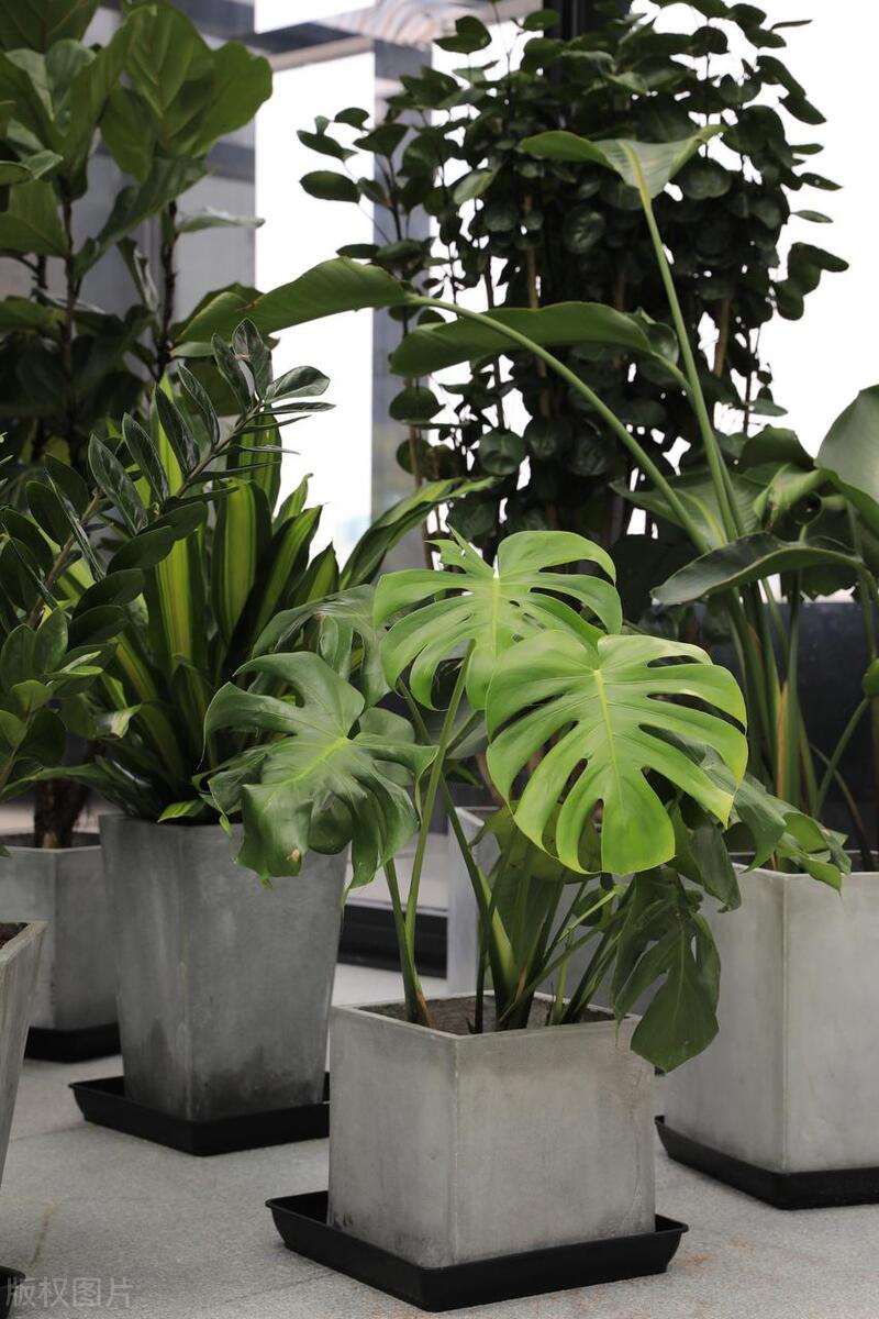 Indoor temperament flower - monstera, can you cut off a leaf and put it ...