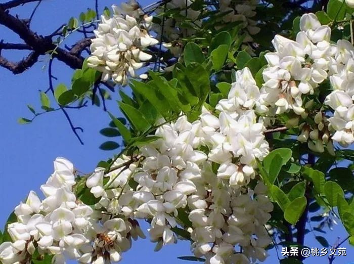 "Poetry" Li Jianping: Gu Yu (outside one) - iNEWS