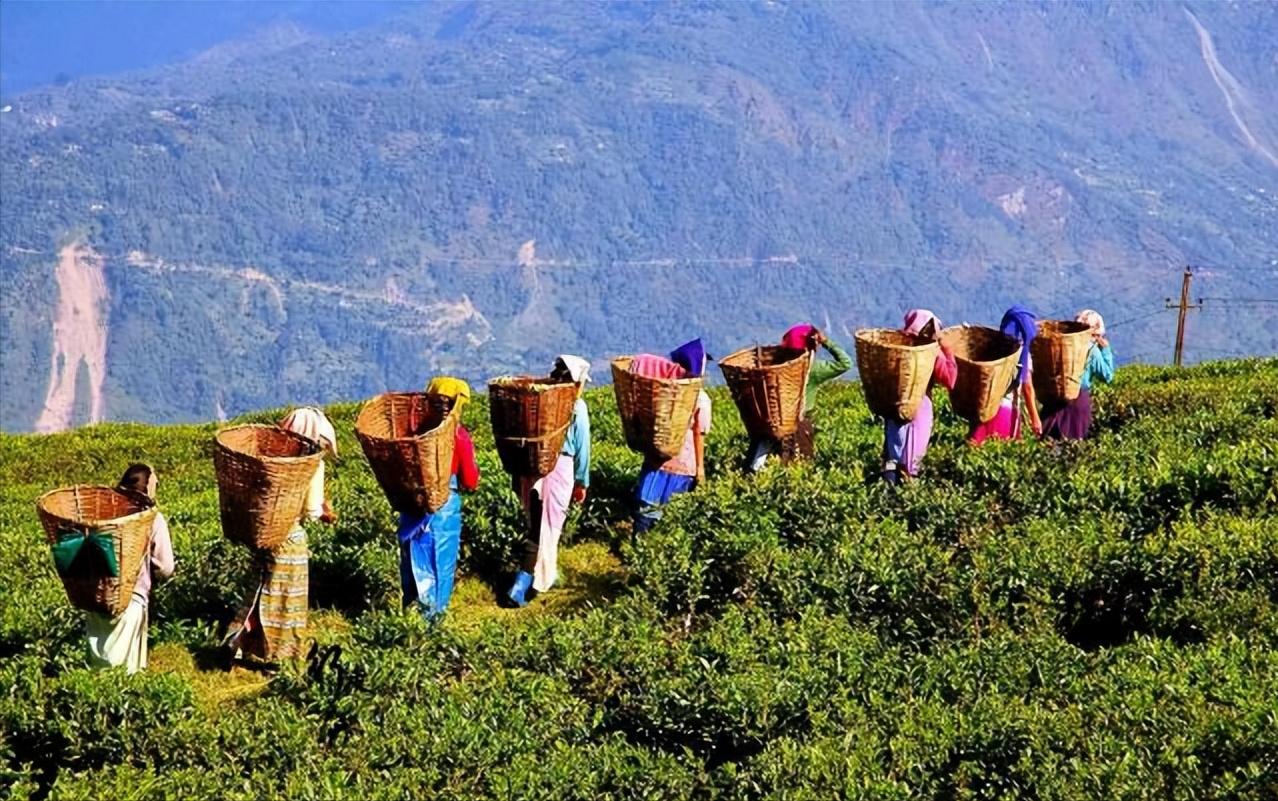 Imperial Impact : The Ecological and Social Consequences of British Tea ...