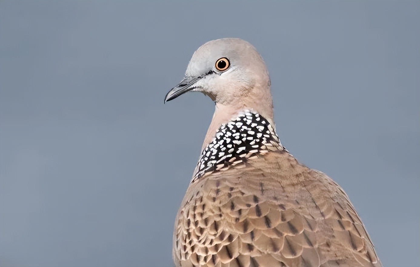 A nest can be built with just a few twigs, and is there a more rotten ...