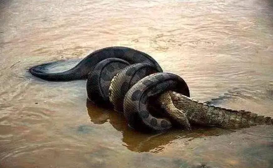 Even anacondas and elephants will be prey, but it seems that no ...