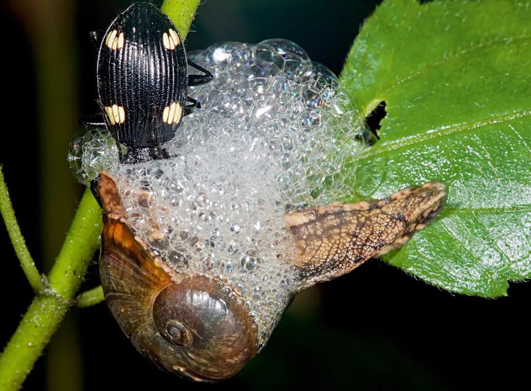 Why do snails have the most teeth? - iMedia