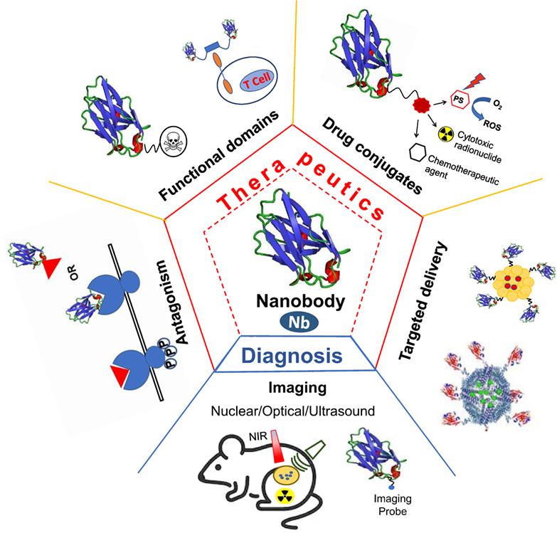 Versatile diagnostic and therapeutic tools in cancer: nanobodies - iMedia