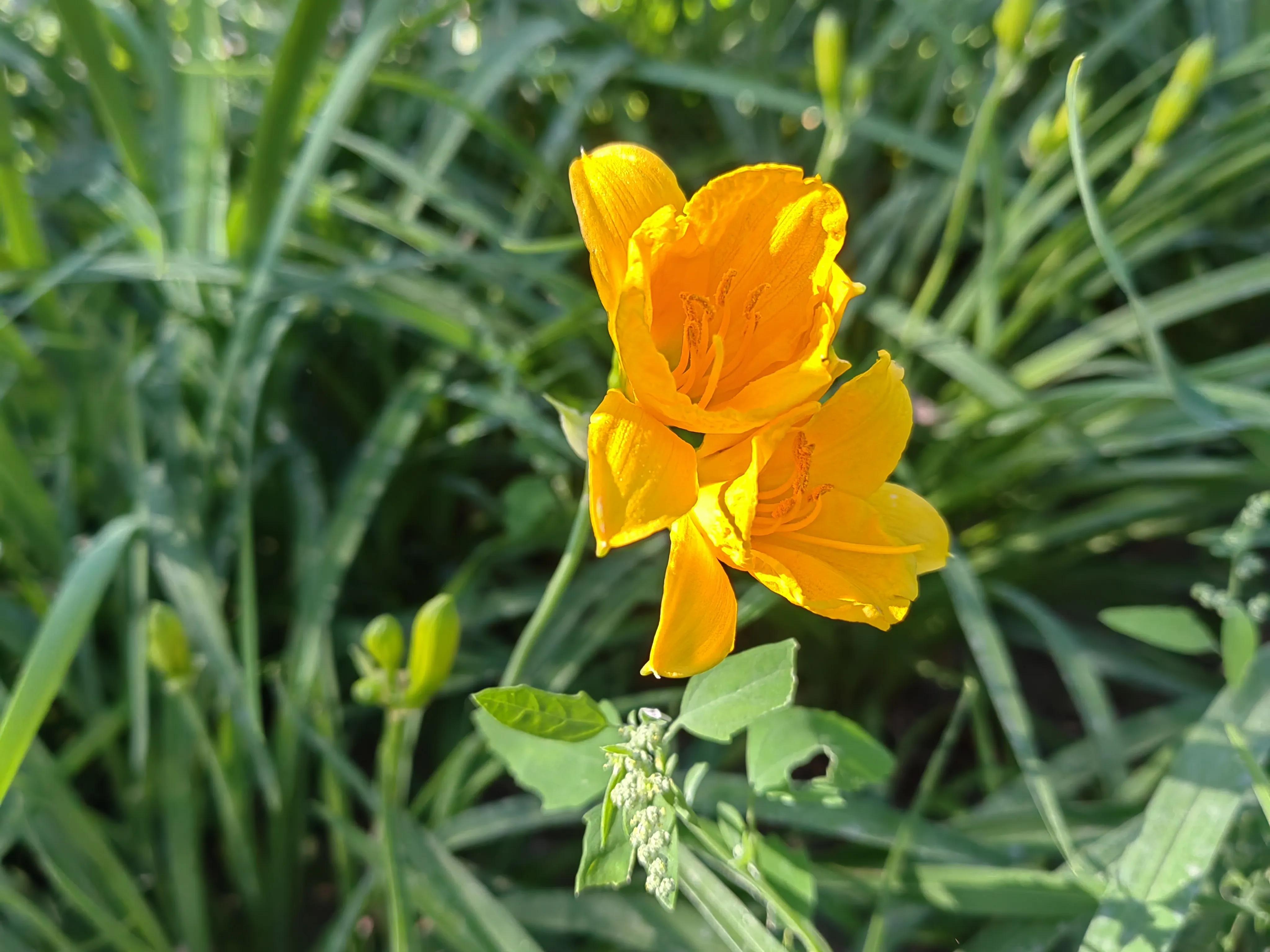 TV series "The Back Wave": As the front wave, Song Linglan is a woman ...