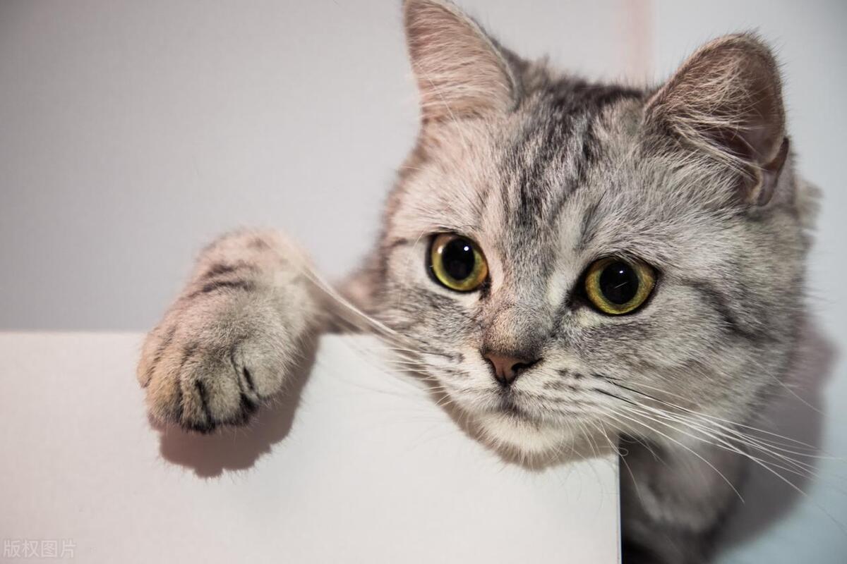 Understanding Feline Rhinitis: Prevention and Treatment - iNEWS