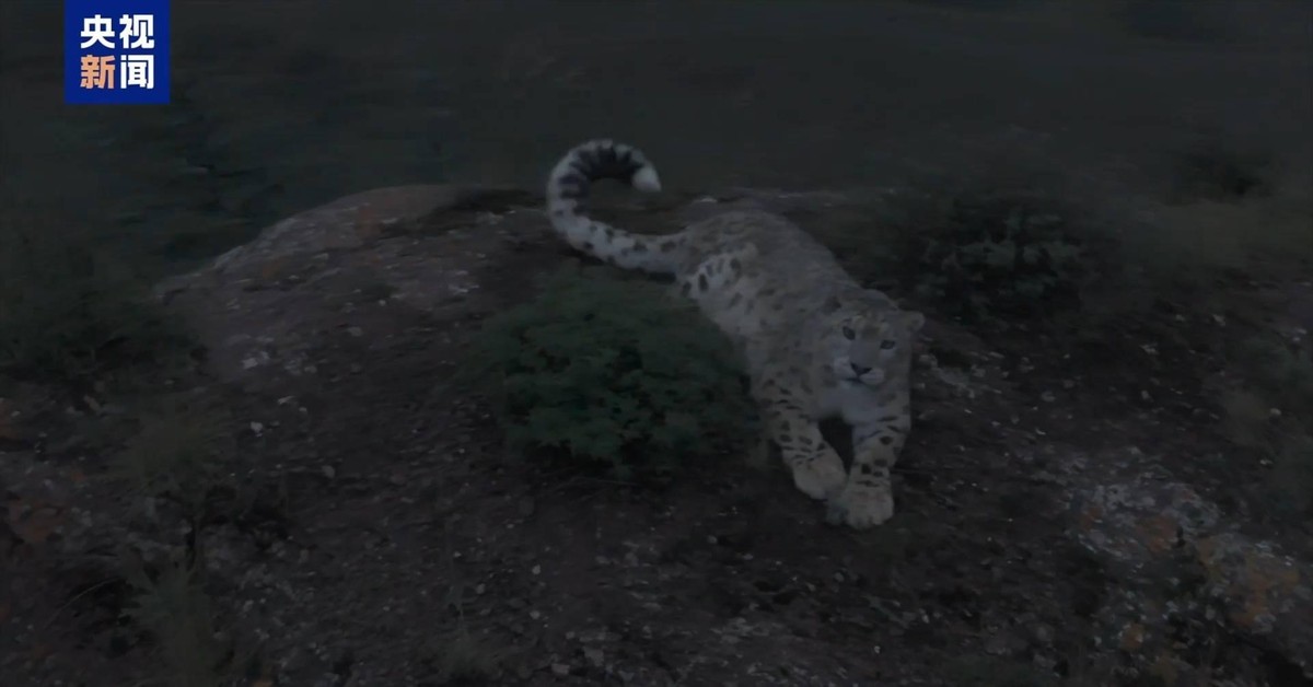 Snow leopard comes to "patrol the mountains" again. After combing its ...