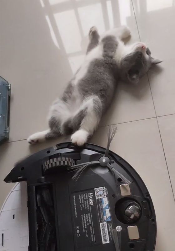 The cat fell down one after another while playing on the treadmill ...