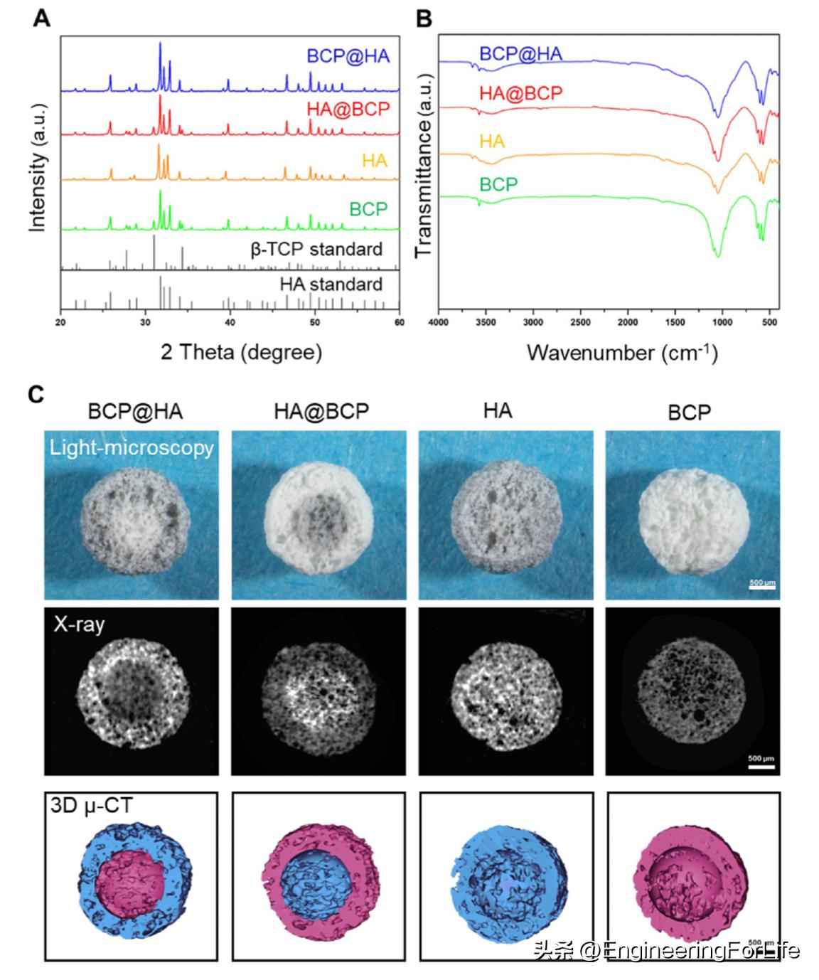 ACS AMI: Solve the problem of bone regeneration!Porous calcium ...