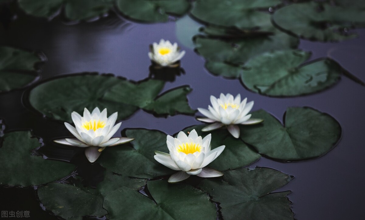 What is self-cultivation?What is self-cultivation? - iNEWS