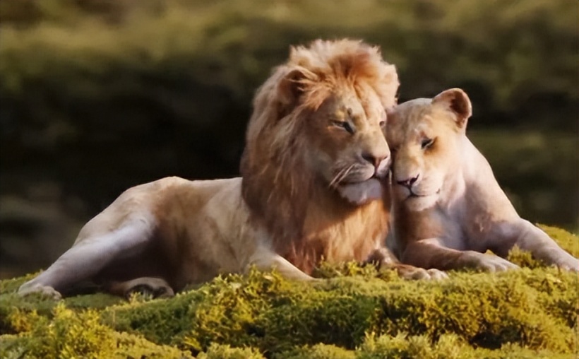 Kingship and Social Class: The Social Structure of the Animal Kingdom ...