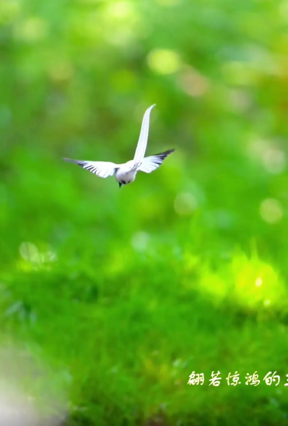 Good luck to those who see it, auspicious bird playing in the forest ...