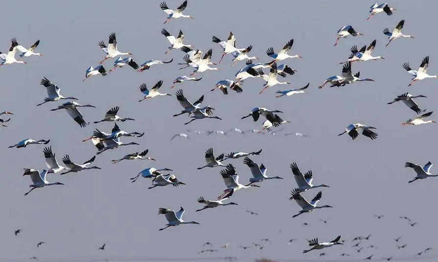 The magnificent life story on the animal trail map - iNEWS