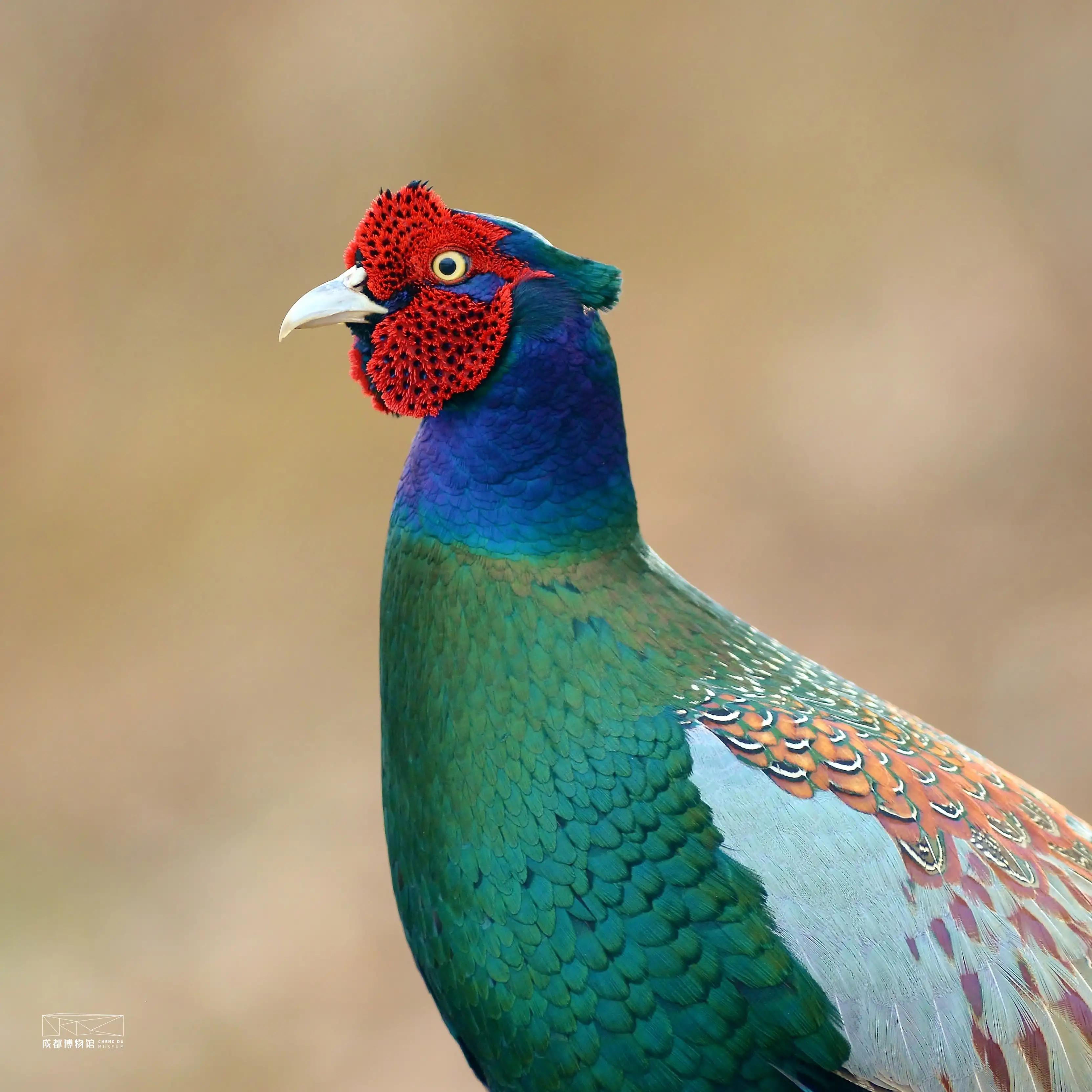 Natural Beauty: Green Pheasant - iMedia