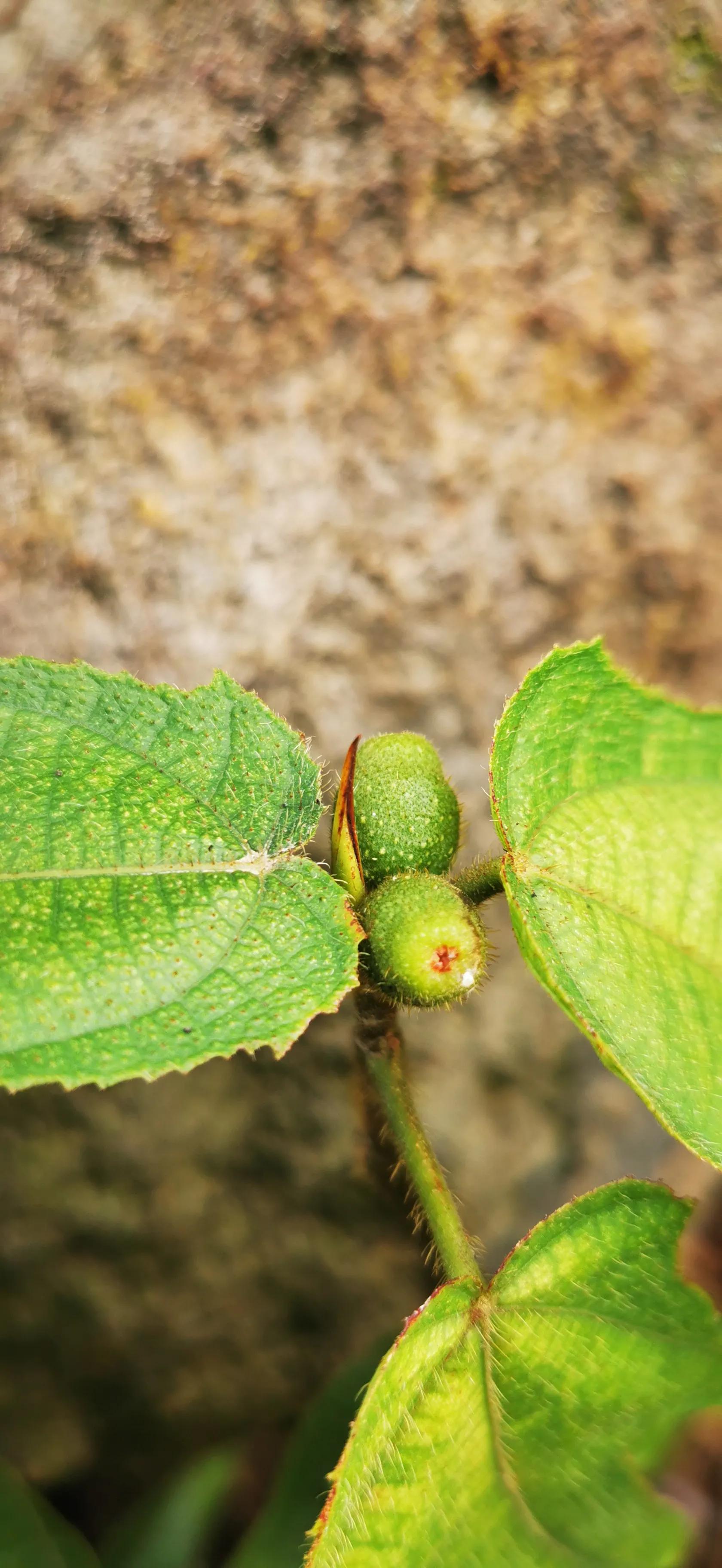 Five-fingered peach - iNEWS