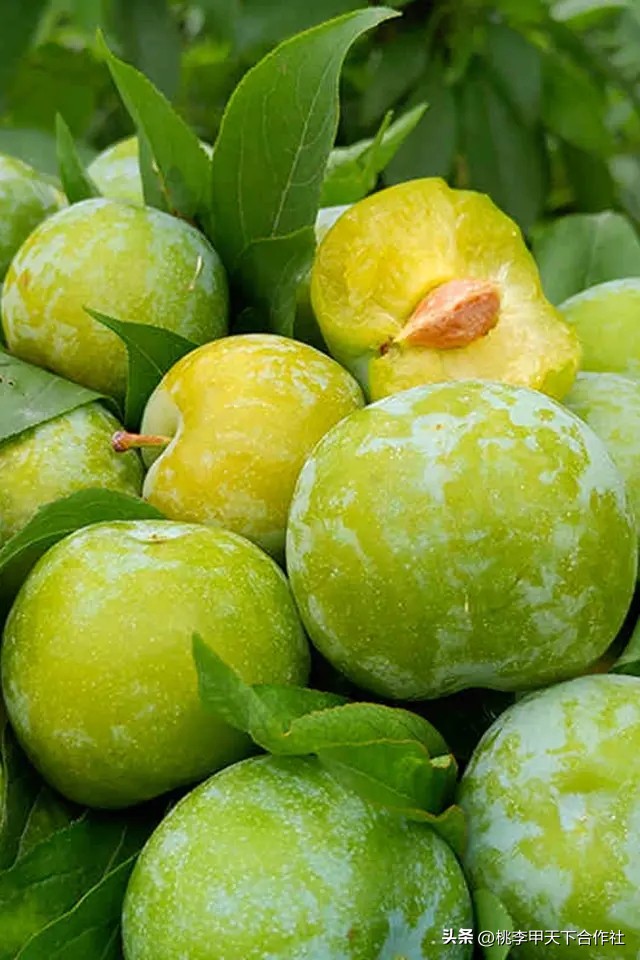 Plum seedlings can promote premature fruiting - iNEWS