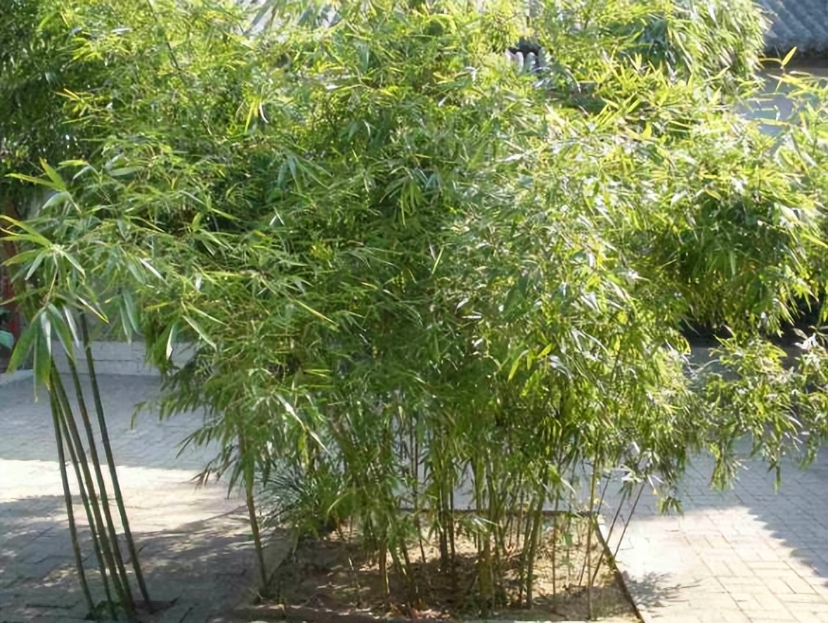 The meaning of the ten auspicious trees: and the tangible benefits they ...