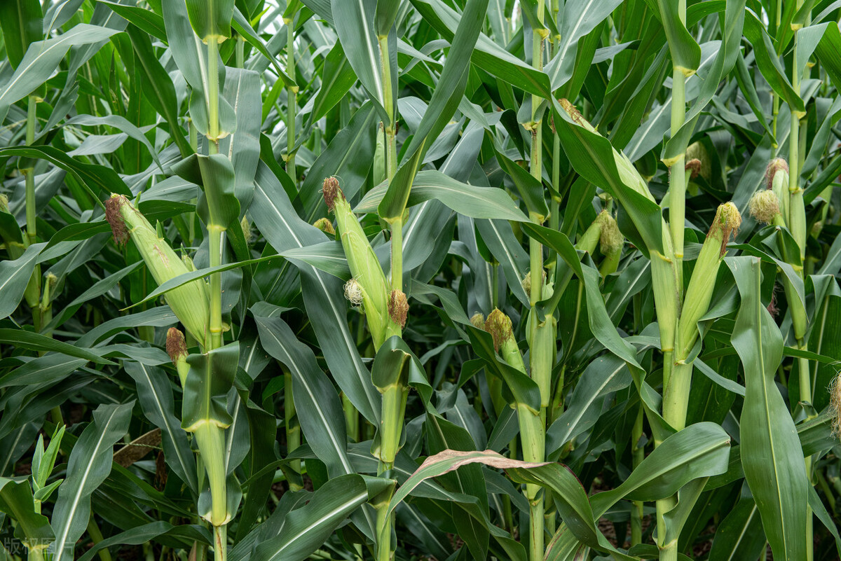 Liu Bei actor Sun Yanjun: 32 years later, the ins and outs of Yesanpo's ...