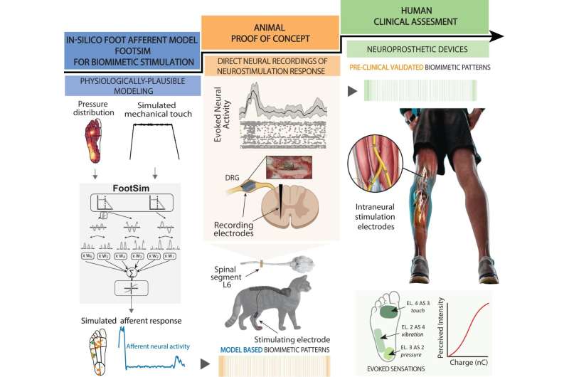 Switzerland develops new bionic prosthesis to help amputees better ...