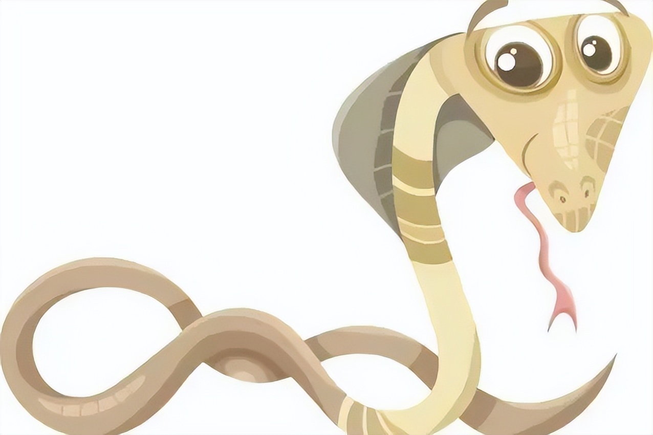 The fattest venomous snake in the world, with a body as thick as a ...