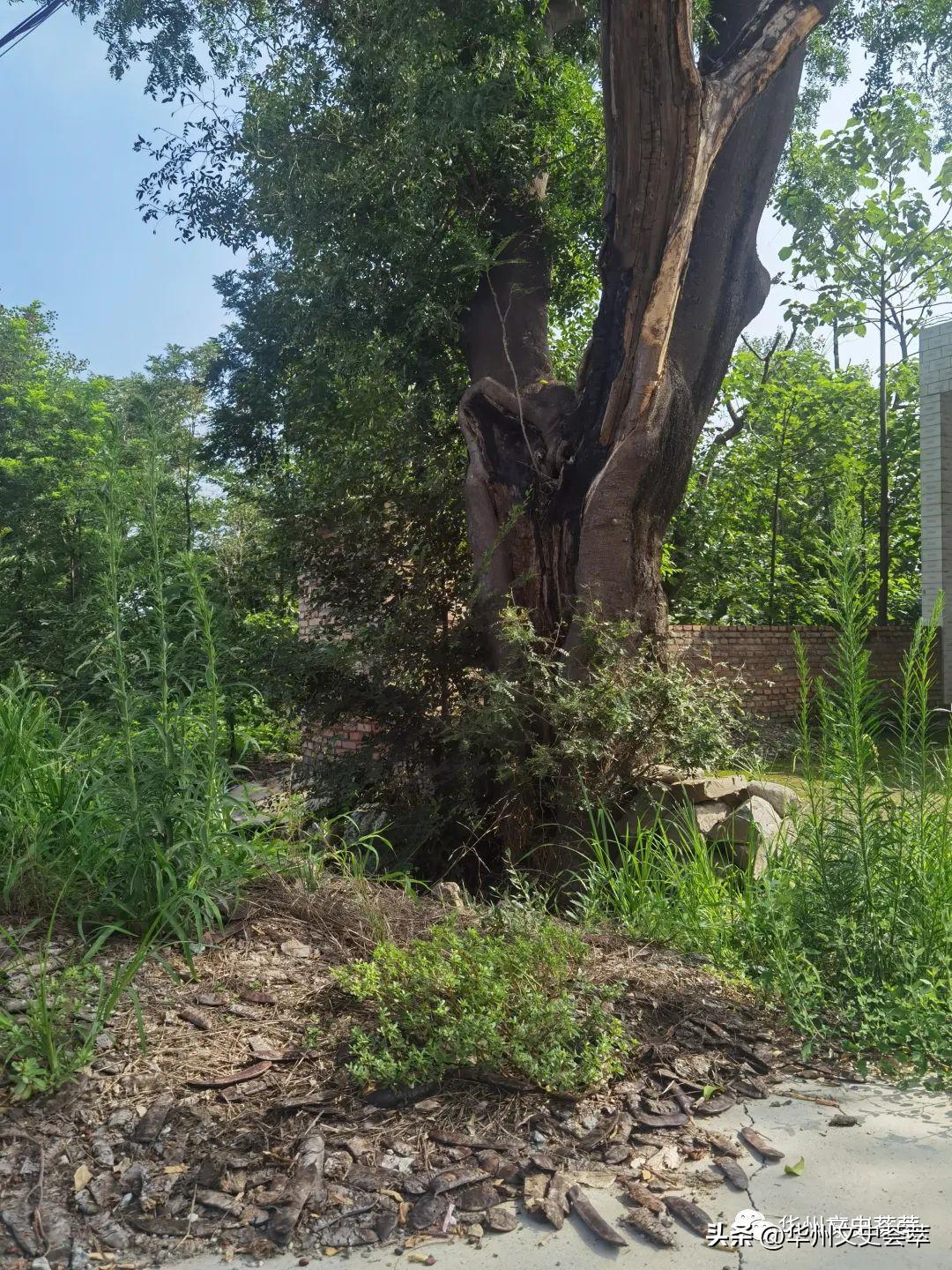 Huazhou Apricot Forest Unlisted ancient trees - iNEWS