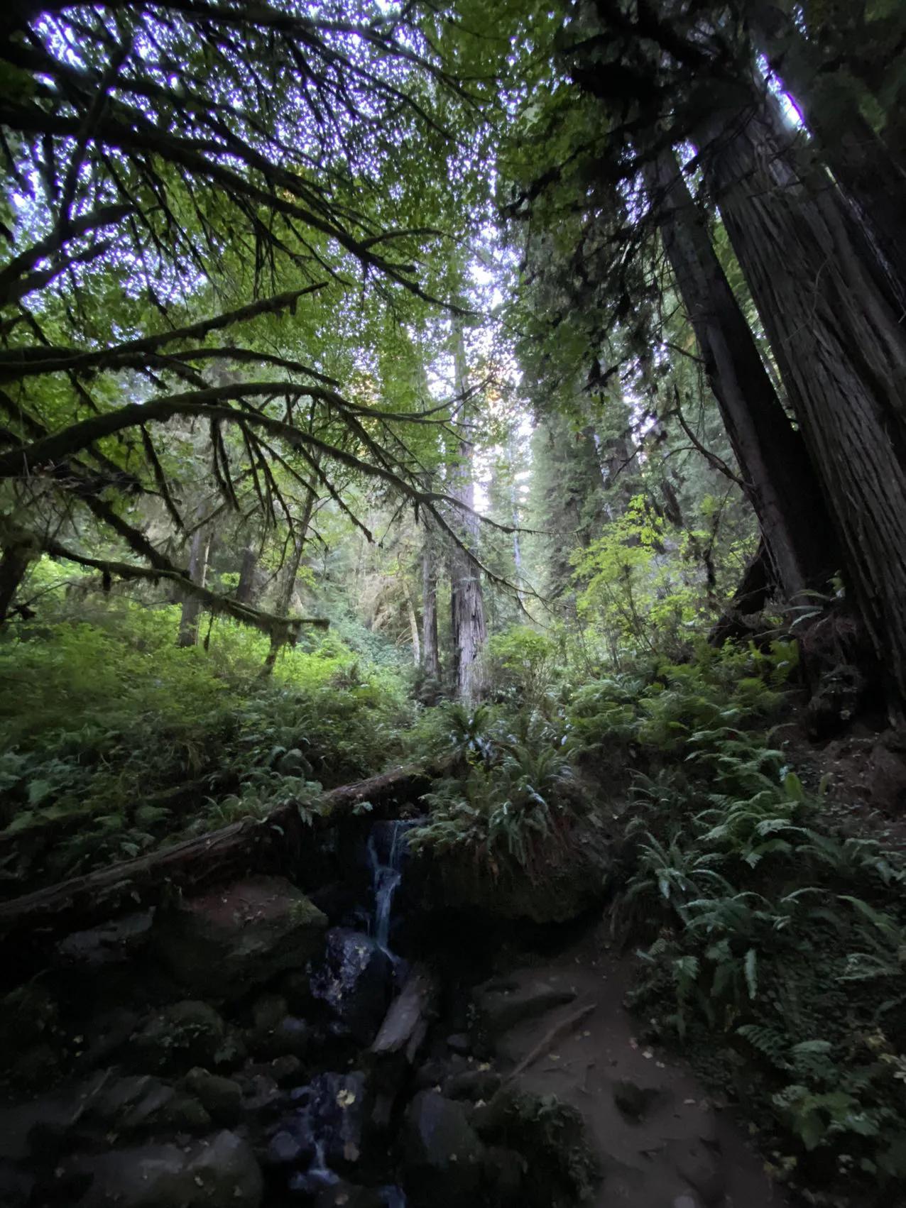 rare redwood forest - iMedia