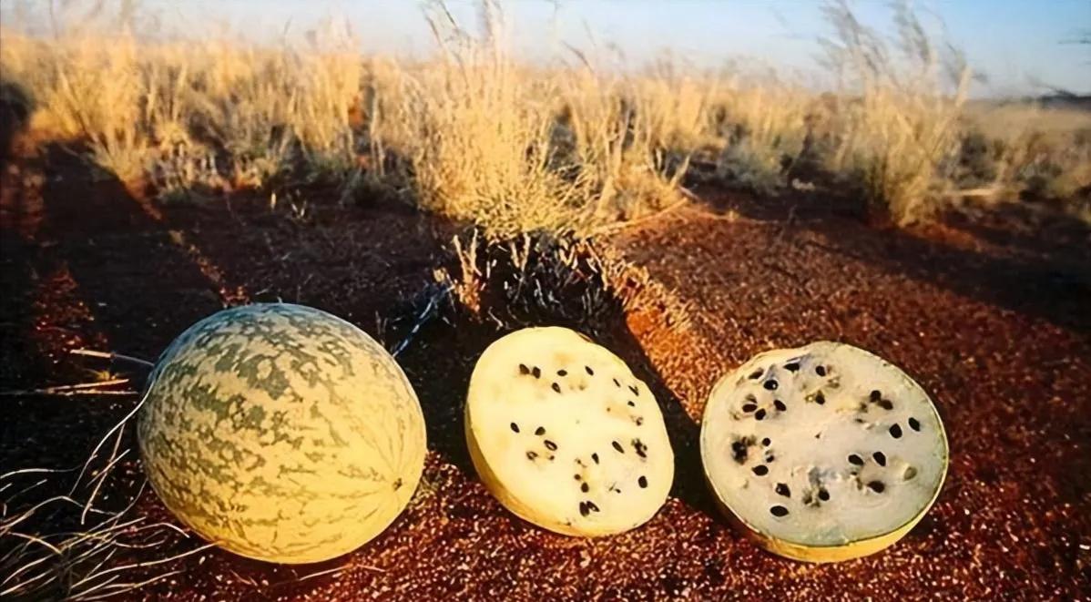 The "watermelon" that grows in the desert cannot quench thirst and is ...