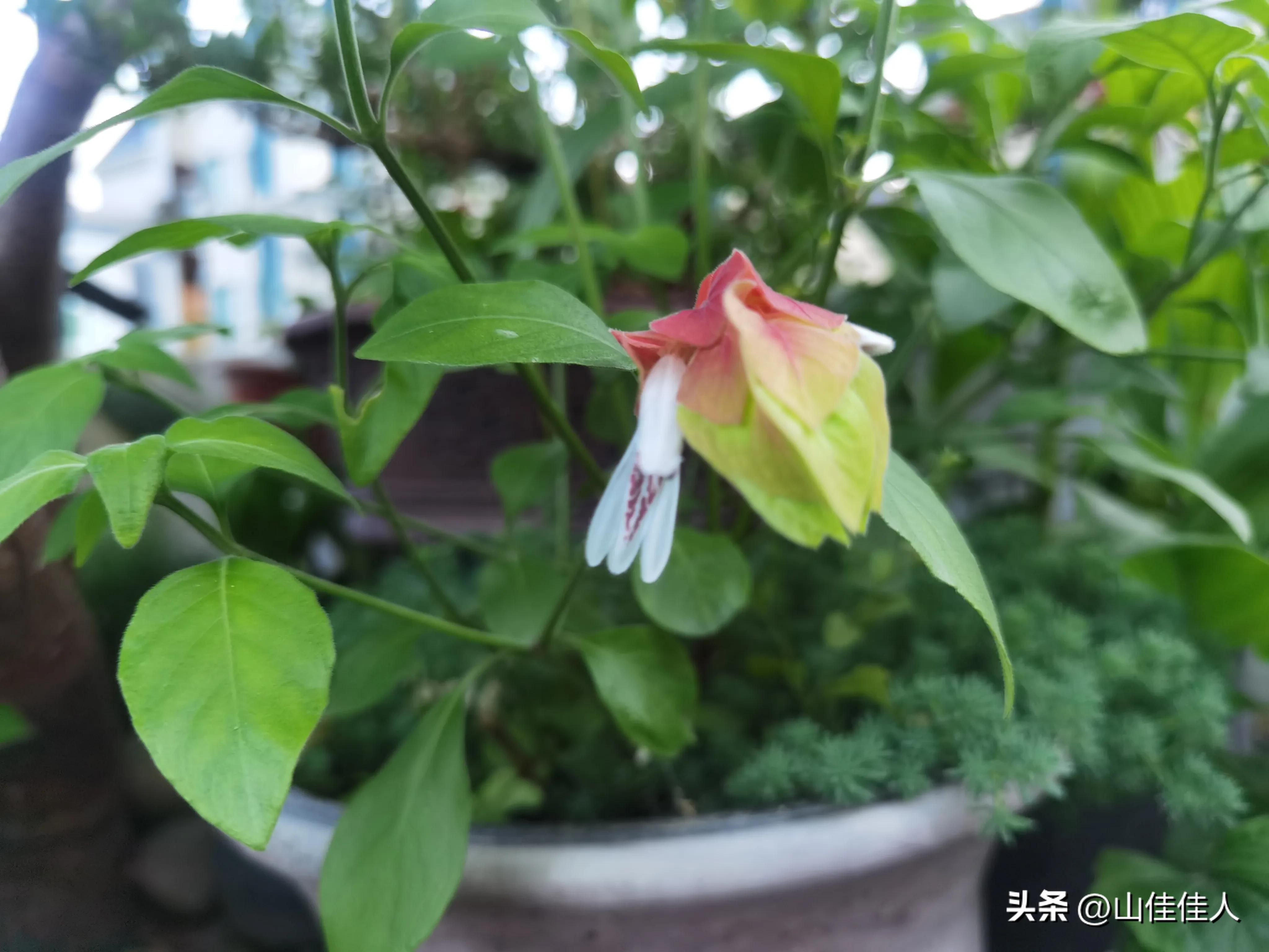 What flowers are like overripe prawns! - iNEWS