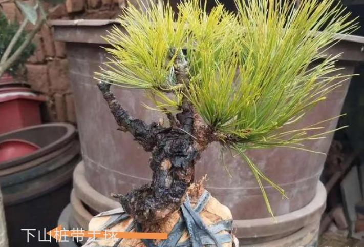 Black Pine Mountain Pile Bonsai, these 5 things cannot be done ...