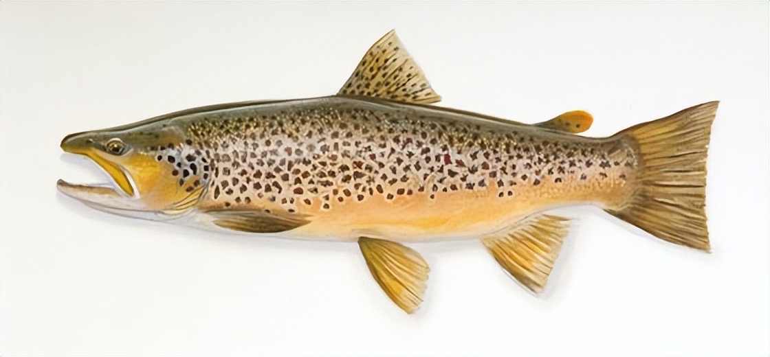 Trout: Ecological Treasure and Sustainable Management - iNEWS