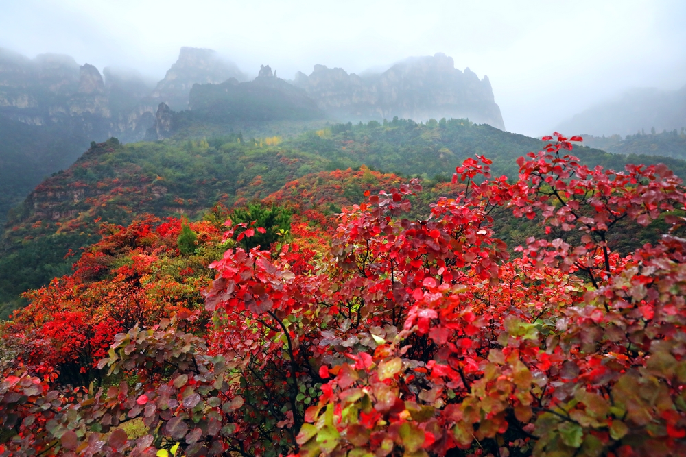 In Taihang in October, the autumn leaves and colors are flying. Han Jia ...