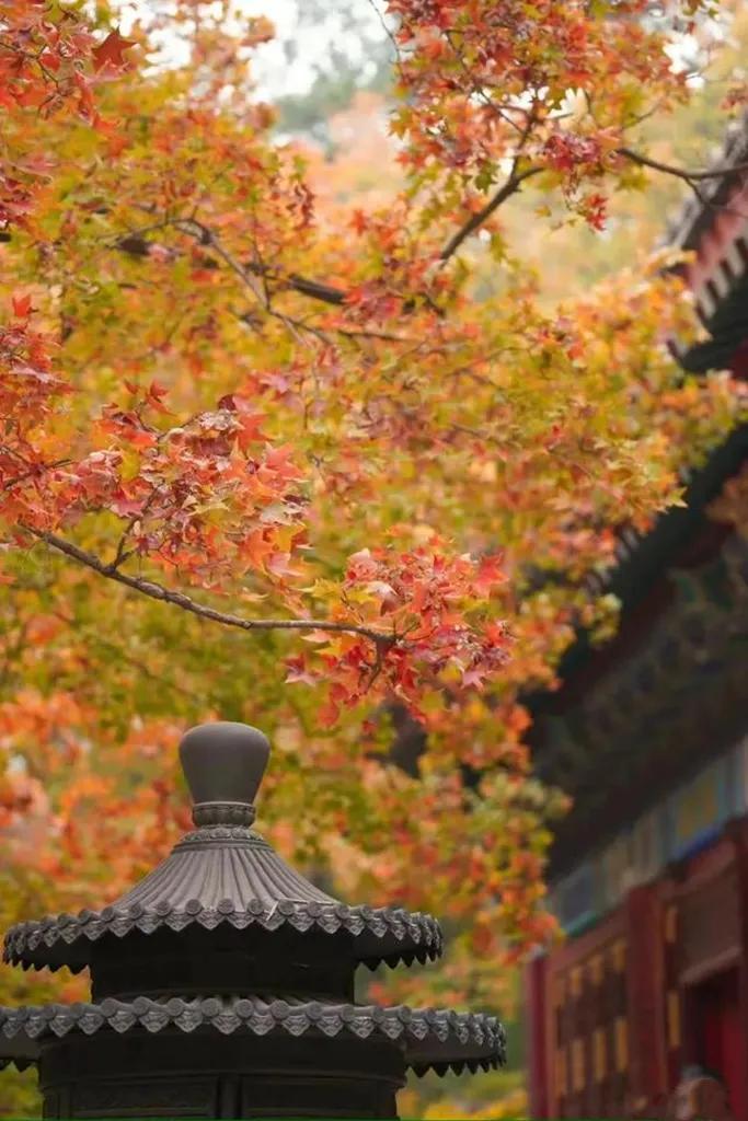 Autumn in Beijing, beautiful - iNEWS